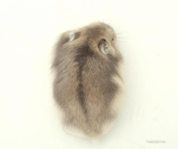 Vinterhvid Dværghamster | HamsterPaletten.dk