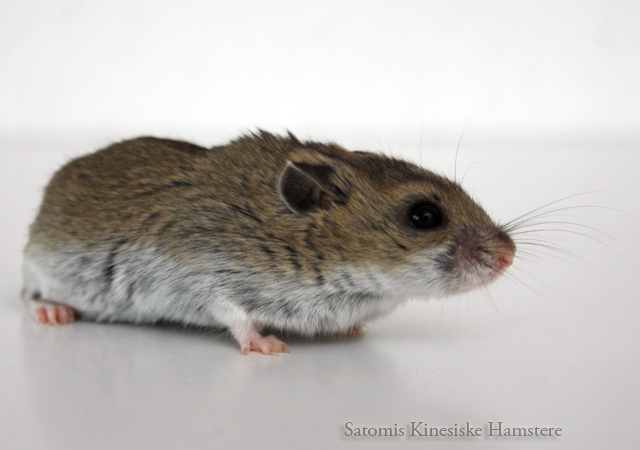 Kinesisk Hamster | HamsterPaletten.dk