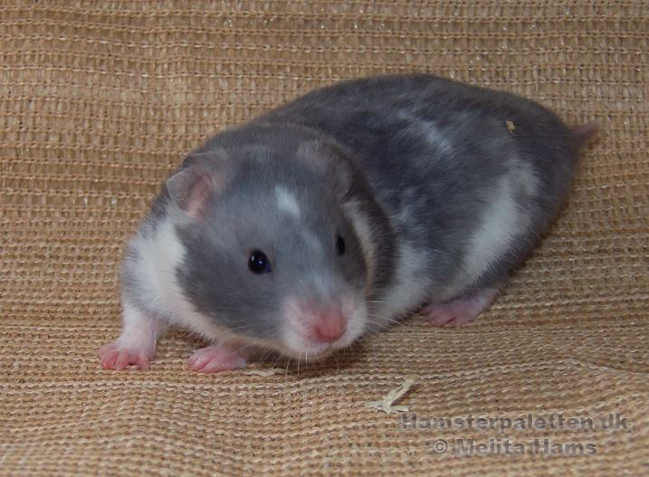 Diluted farver | HamsterPaletten.dk